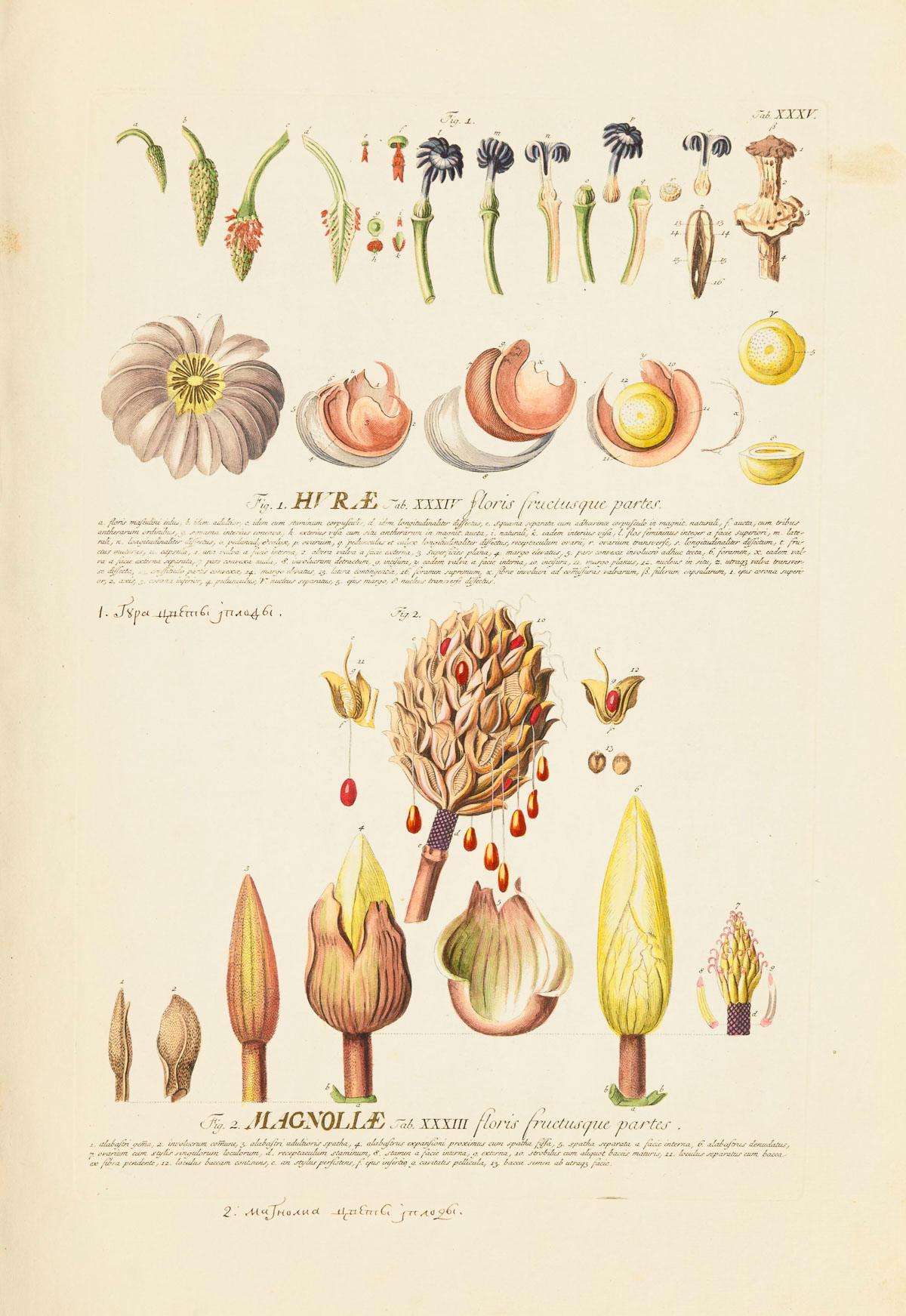 The Evolution of Botanical Art: from Traditional to Contemporary Art ...