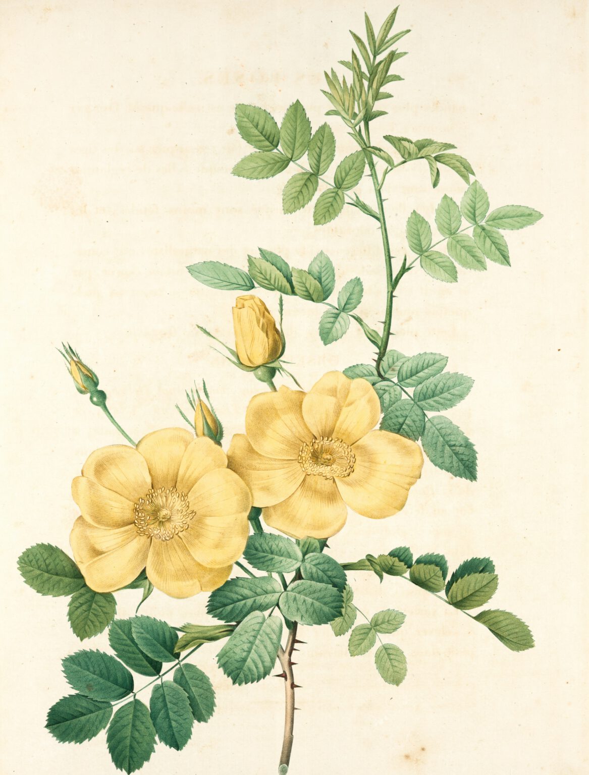 The Evolution of Botanical Art: from Traditional to Contemporary Art ...